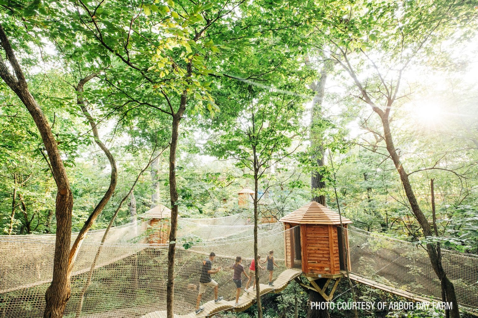 The Trekking Group - Treetop Trekking